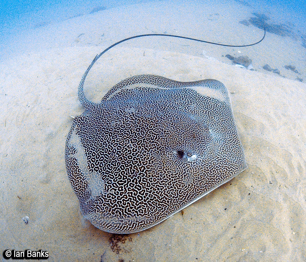Whiptail Stingrays (Dasyatidae) - Marine Life Identification