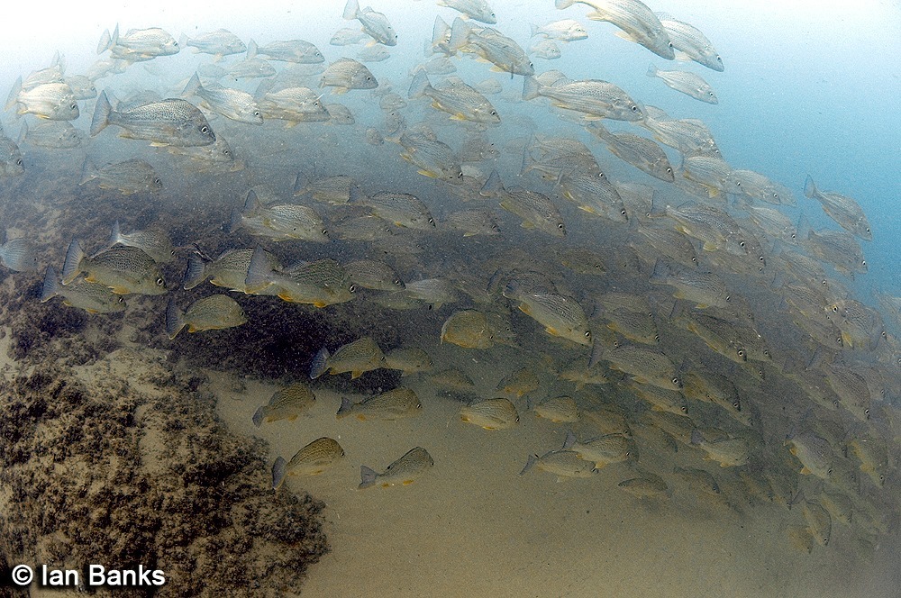 Silver Javelin (Pomadasys argenteus) - Marine Life Identification