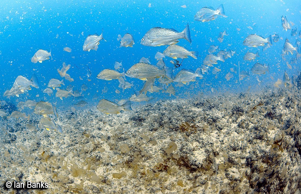 Silver Javelin (Pomadasys argenteus) - Marine Life Identification