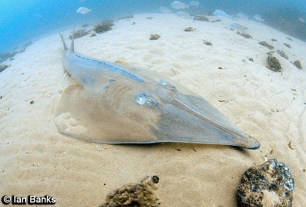 Giant Guitarfish (Fishes of Heron Island) · iNaturalist
