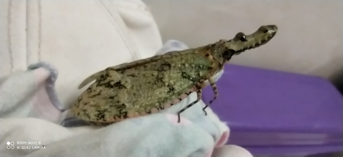 Fulgora lucifera · iNaturalist