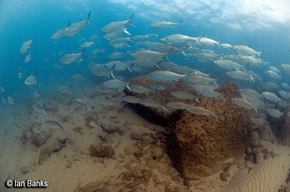 Indo-Pacific Tarpon (Megalops cyprinoides) - Marine Life Identification