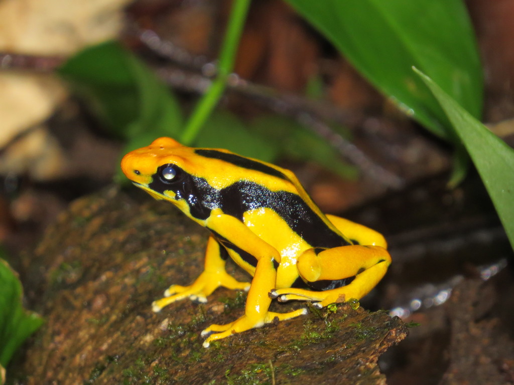 Dyeing Poison Dart Frog from Arrondissement of Cayenne, French Guiana ...