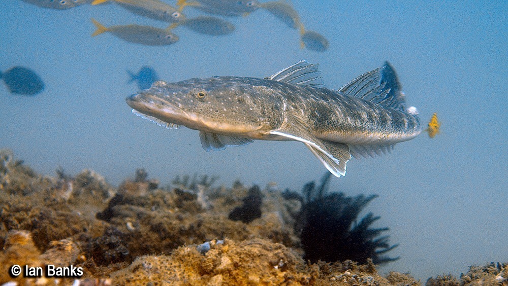 Dusky Flathead from Gold Coast Australia on May 11, 2015 by Ian Banks ...