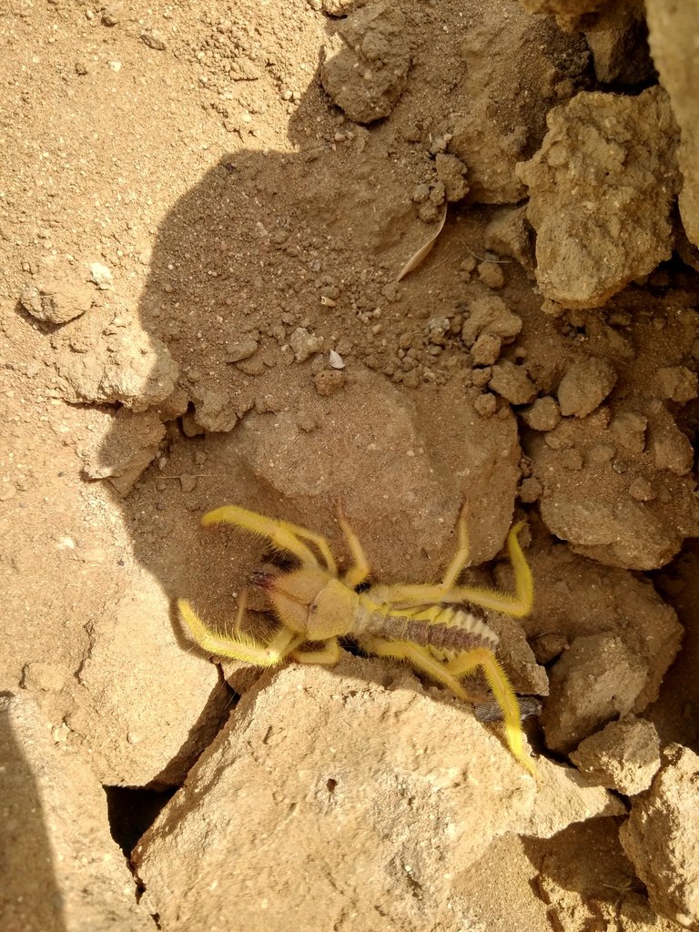 Paragaleodes from Sinkat, Red Sea, Sudan on July 24, 2017 at 03:30 PM ...