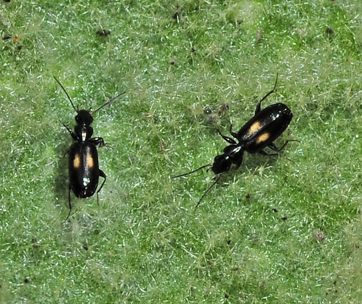 Microlestes corticalis (Madeira Käfer) · iNaturalist