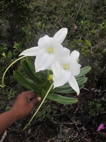 Angraecum sororium · iNaturalist