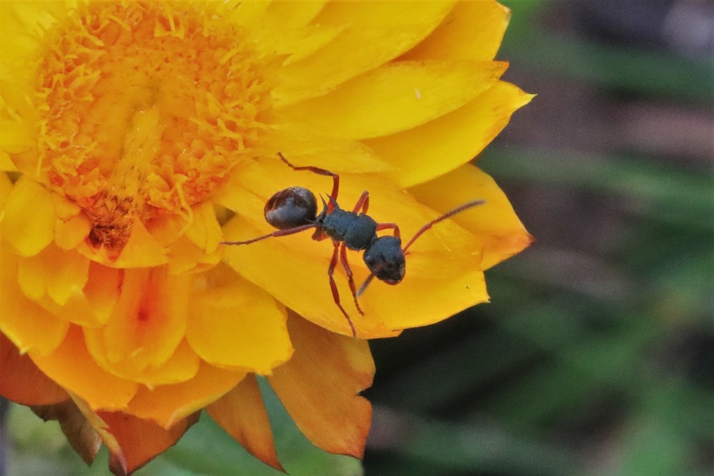 Polyrhachis hookeri from Way Way NSW 2447, Australia on January 6, 2021 ...