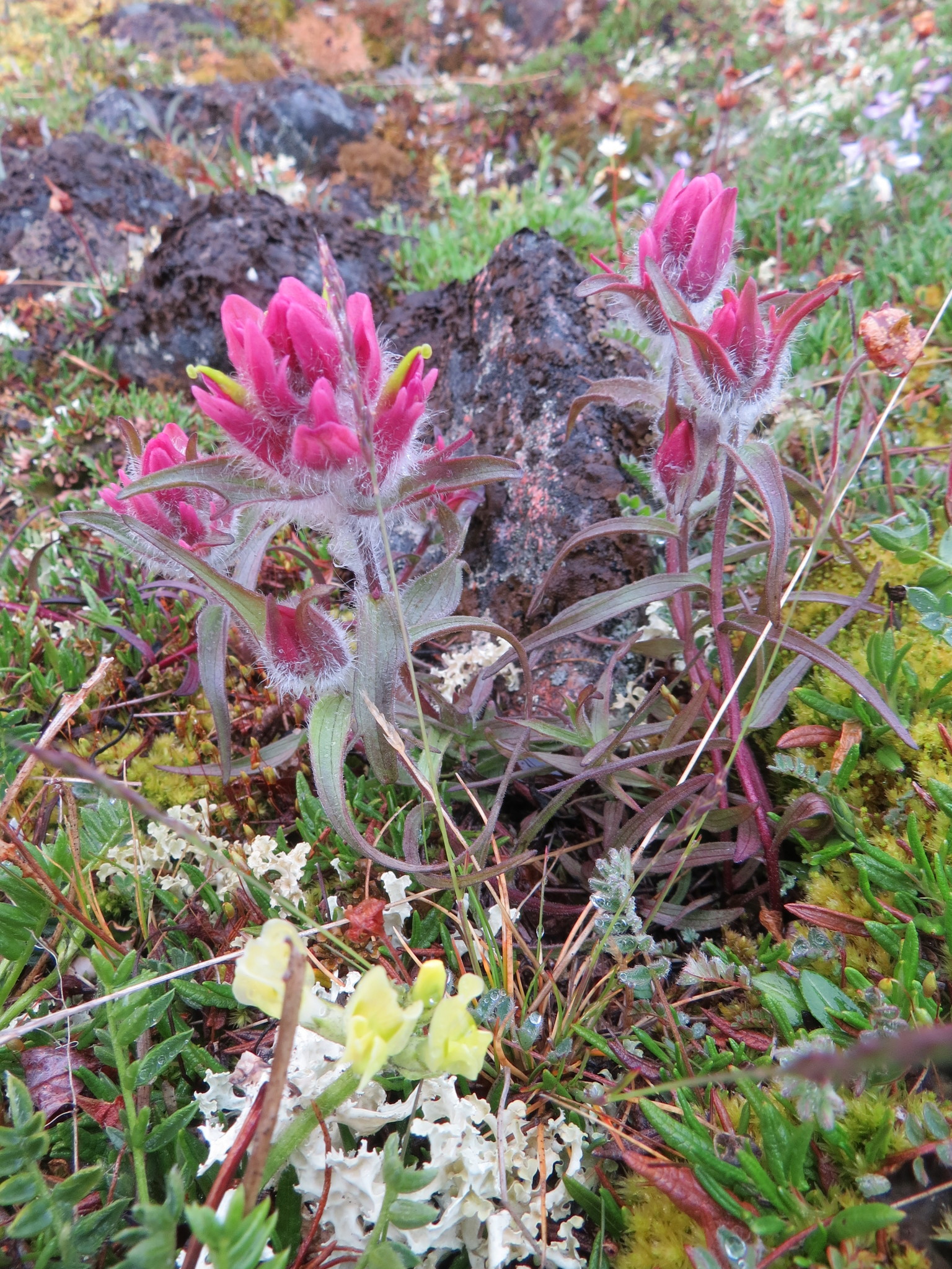 Castilleja elegans Malte