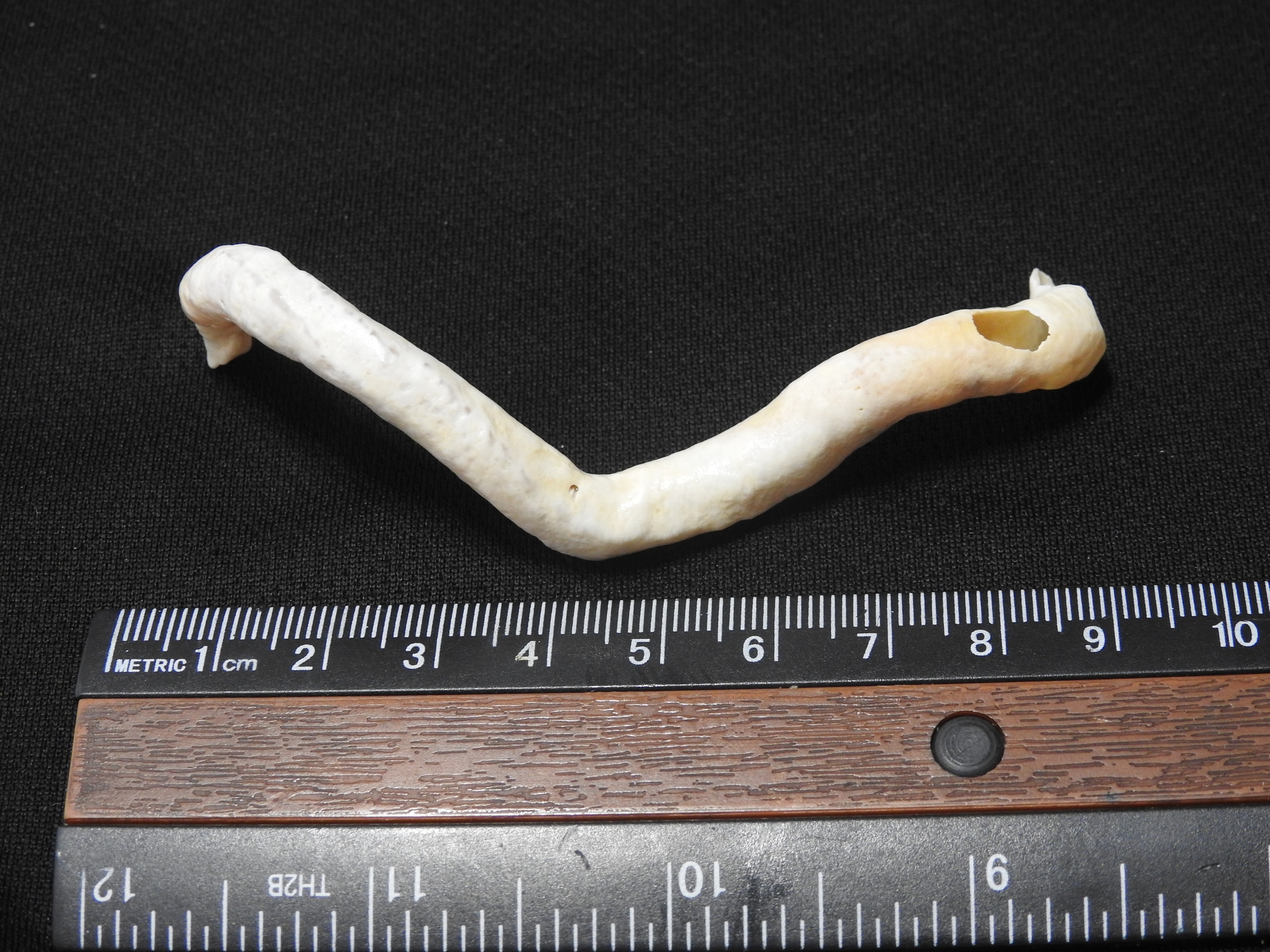 Vermicularia knorrii (Deshayes, 1843)