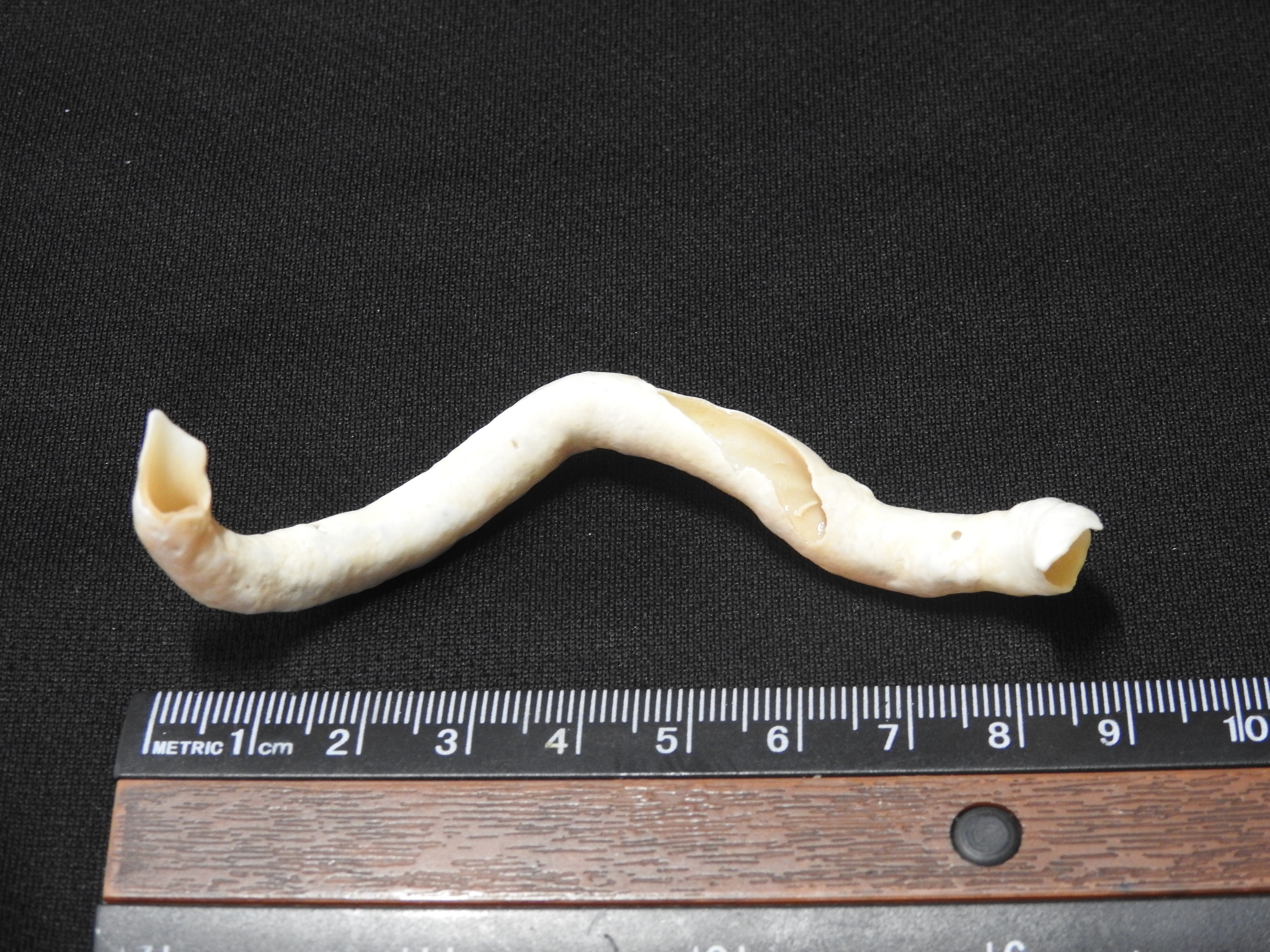 Vermicularia knorrii (Deshayes, 1843)