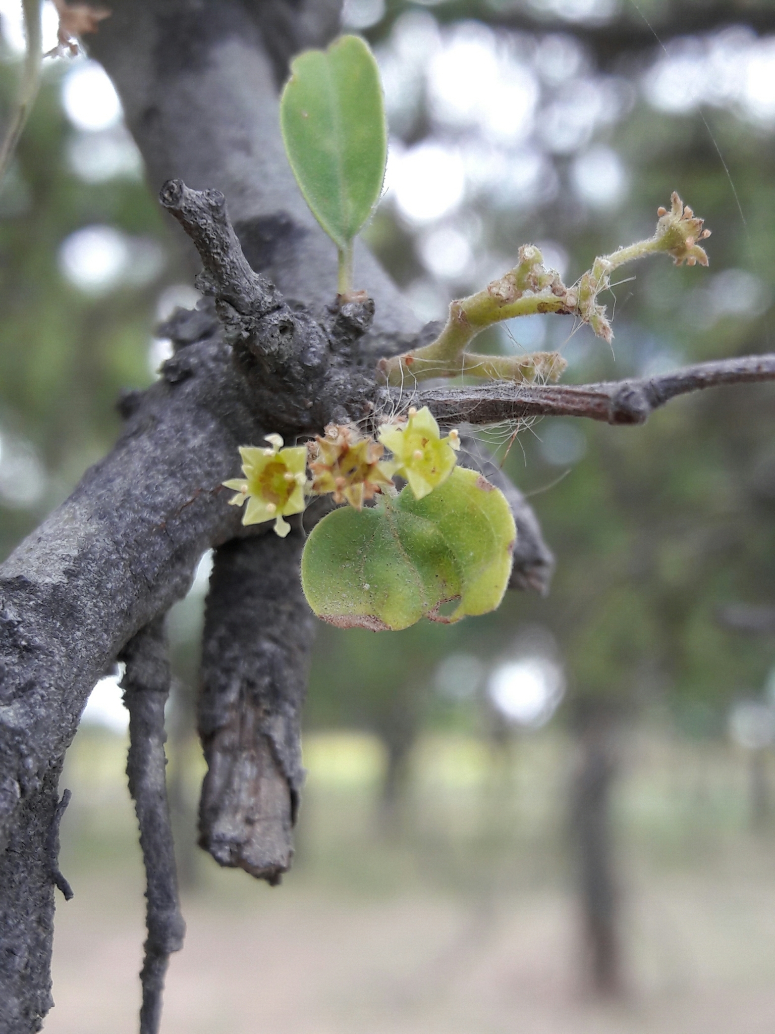 Sarcomphalus mistol (Griseb.) Hauenschild