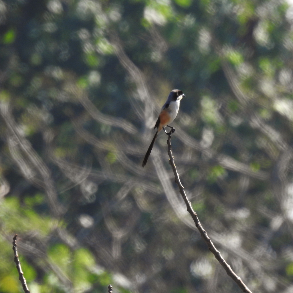 Long-tailed Shrike from Meleman swamp, s. Lumajang, East Java ...