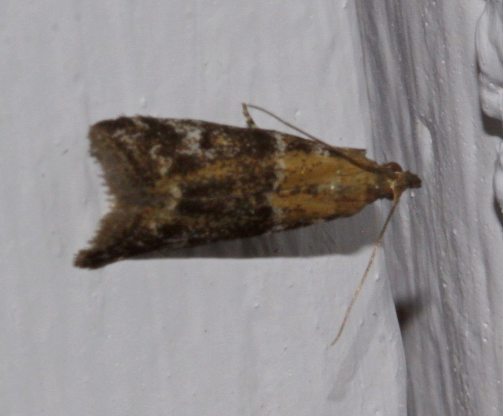 Brower's Vitula Moth from Pabos, 17 rue Baie-Bleuer Le Rocher-Percé, QC ...