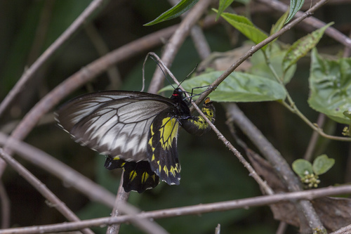 Borneo Birdwing (Insects - Wild Latitudes Borneo Tour) · iNaturalist