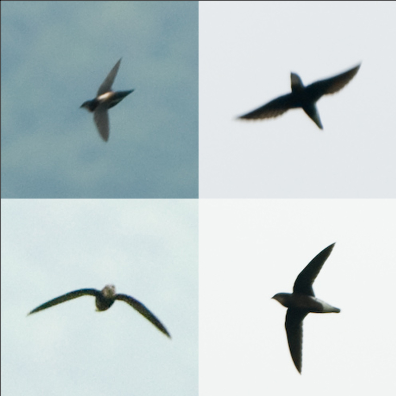 Silver-backed Needletail (Birds of Singapore) · iNaturalist