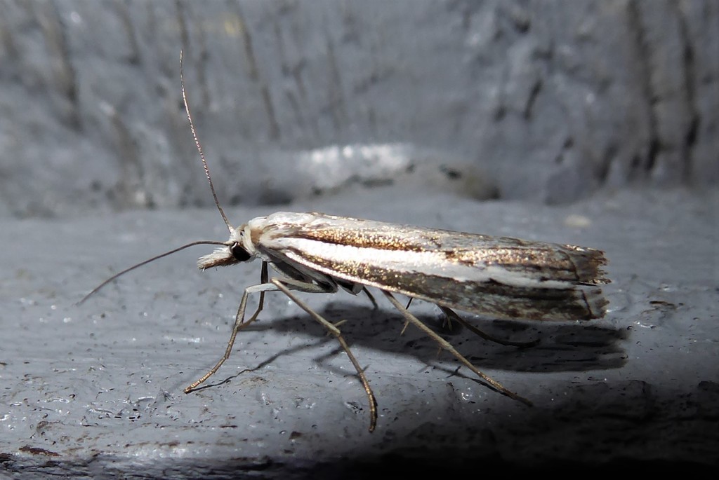Common Grass Moth from Waikouaiti, New Zealand on January 6, 2021 at 11 ...
