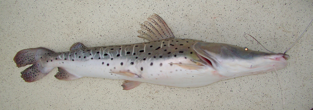Spotted Sorubim (Pseudoplatystoma corruscans) - Marine Life Identification