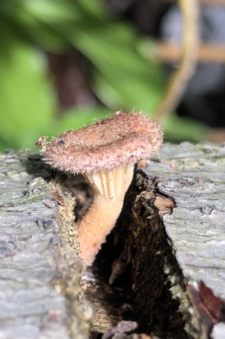 Panus strigellus (Berk.) Overh.