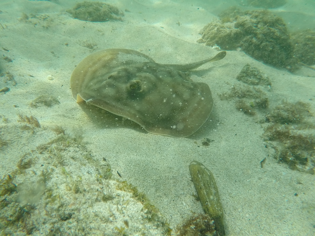 Bullseye Round Stingray from La Huerta, Jal., México on January 04 ...