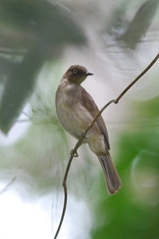 Cream-vented Bulbul (Birds of Singapore) · iNaturalist
