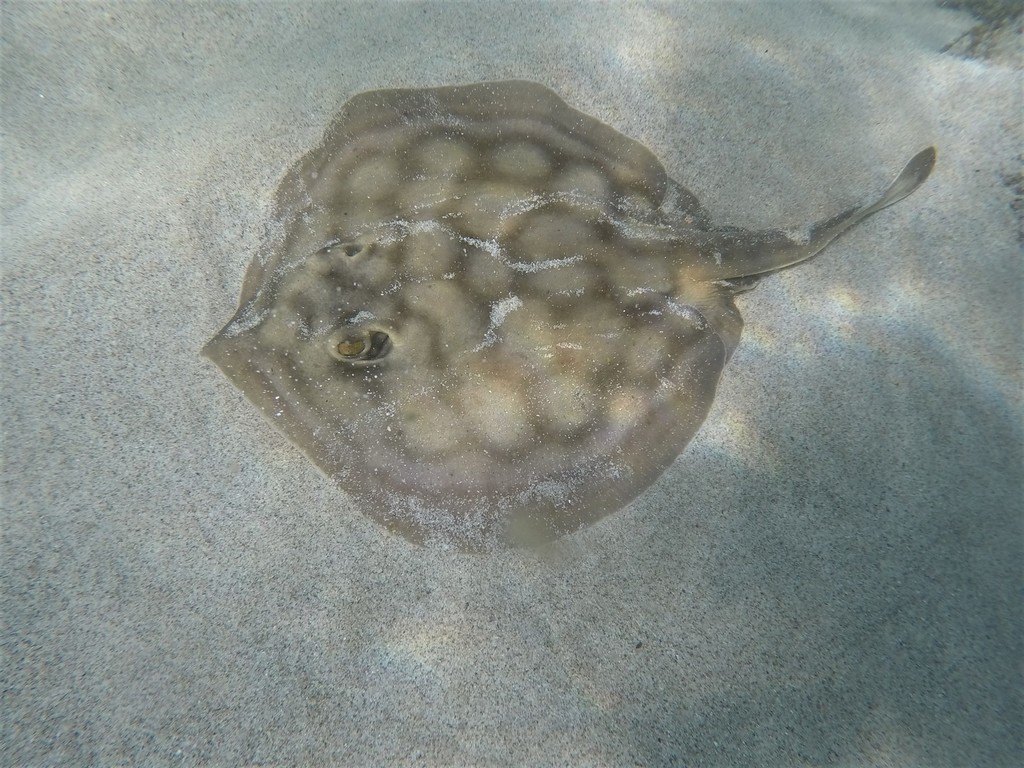 Bullseye Round Stingray (Urobatis concentricus) - Marine Life ...
