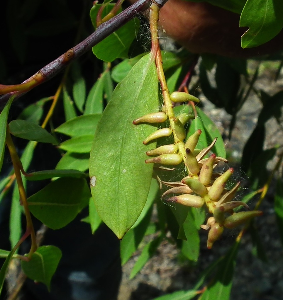 Salix arbutifolia (Halberd Willow) - plant details - WorldFloraDB