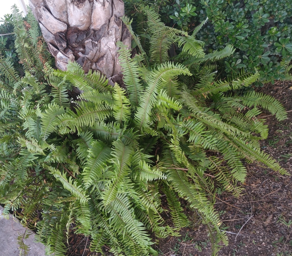 Broad Sword Fern from Mérida, MX-YU, MX on January 6, 2021 at 05:00 PM ...