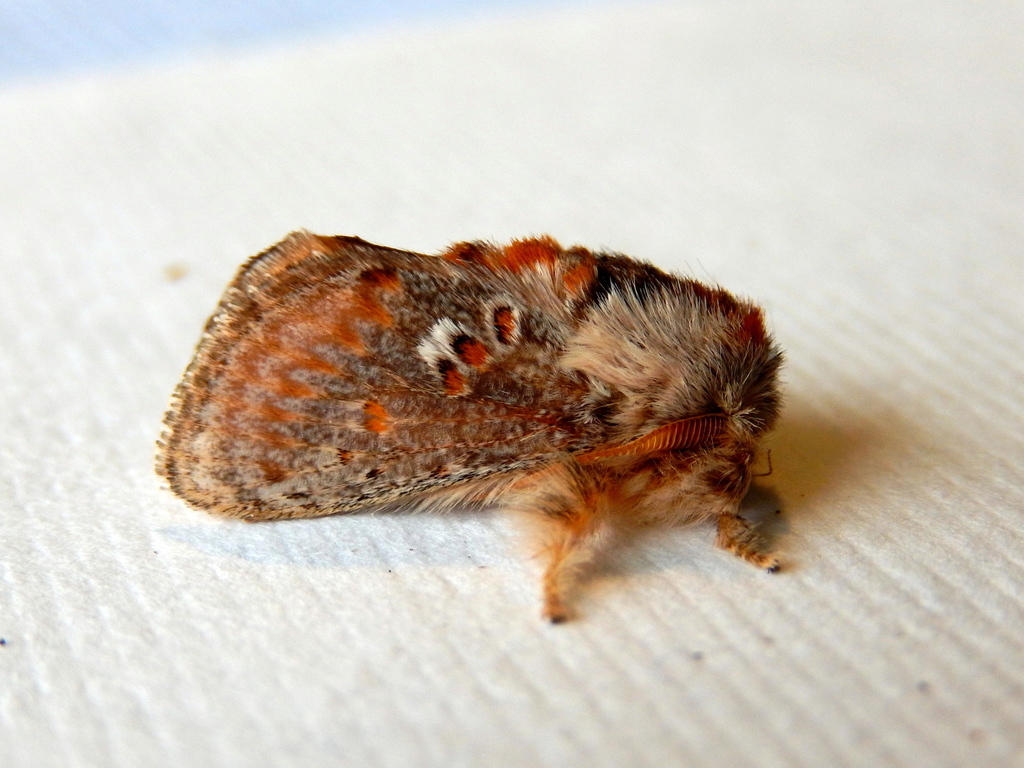 Orange Cup Moth from Sydney NSW, Australia on January 06, 2021 at 07:34 ...