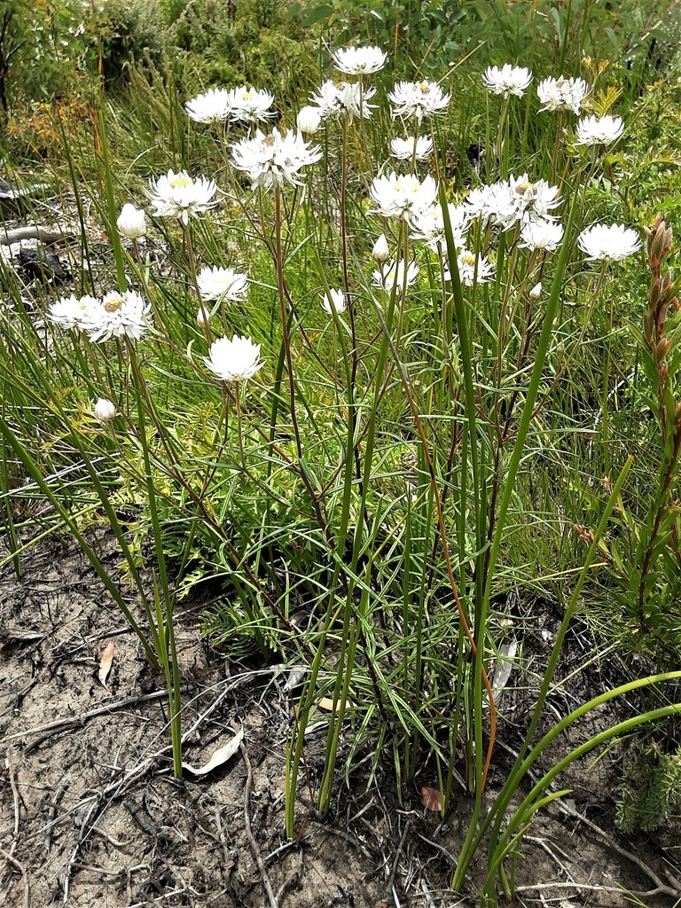 Coronidium waddelliae from Newnes State Forest NSW 2790, Australia on ...