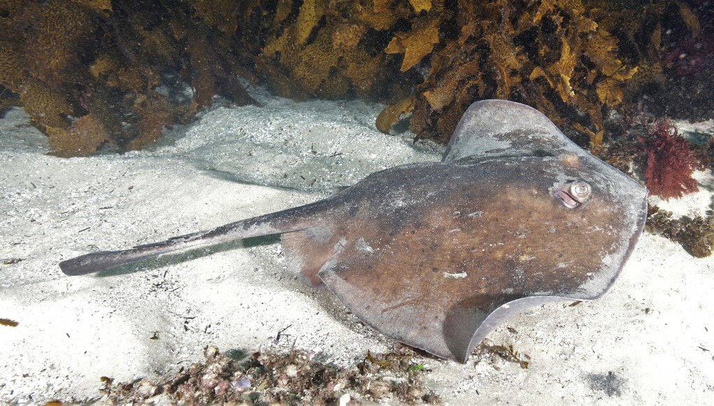 Eastern Shovelnose Stingaree (Fishes of Cabbage Tree Bay Aquatic ...
