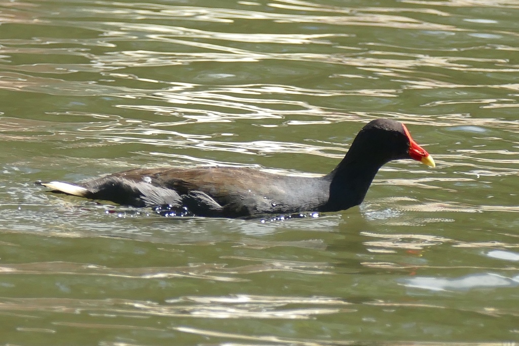 Dusky Moorhen from Lake Treganowan, Emerald, VIC, AU on January 07 ...