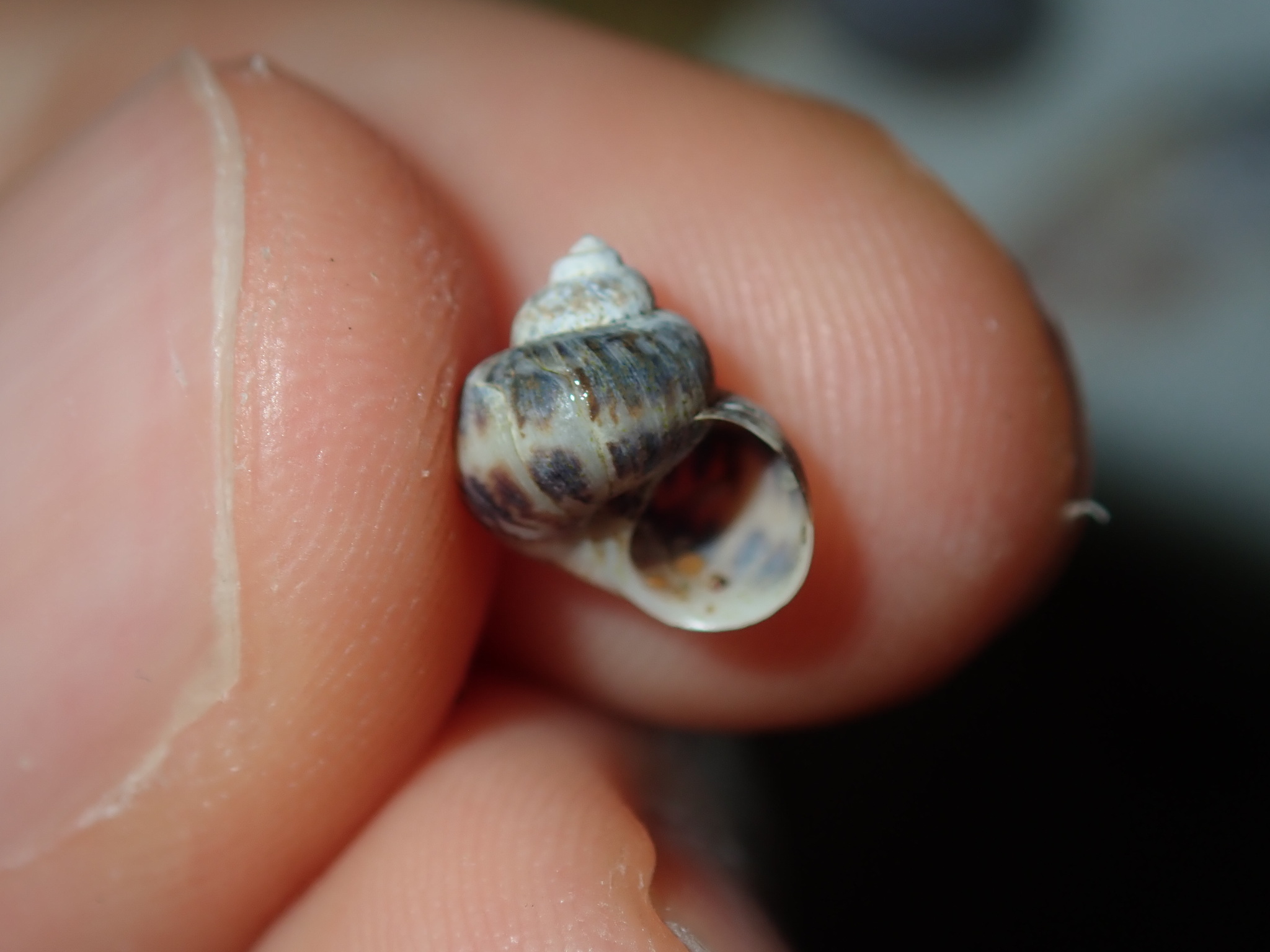 Phallomedusa solida (Martens, 1878)