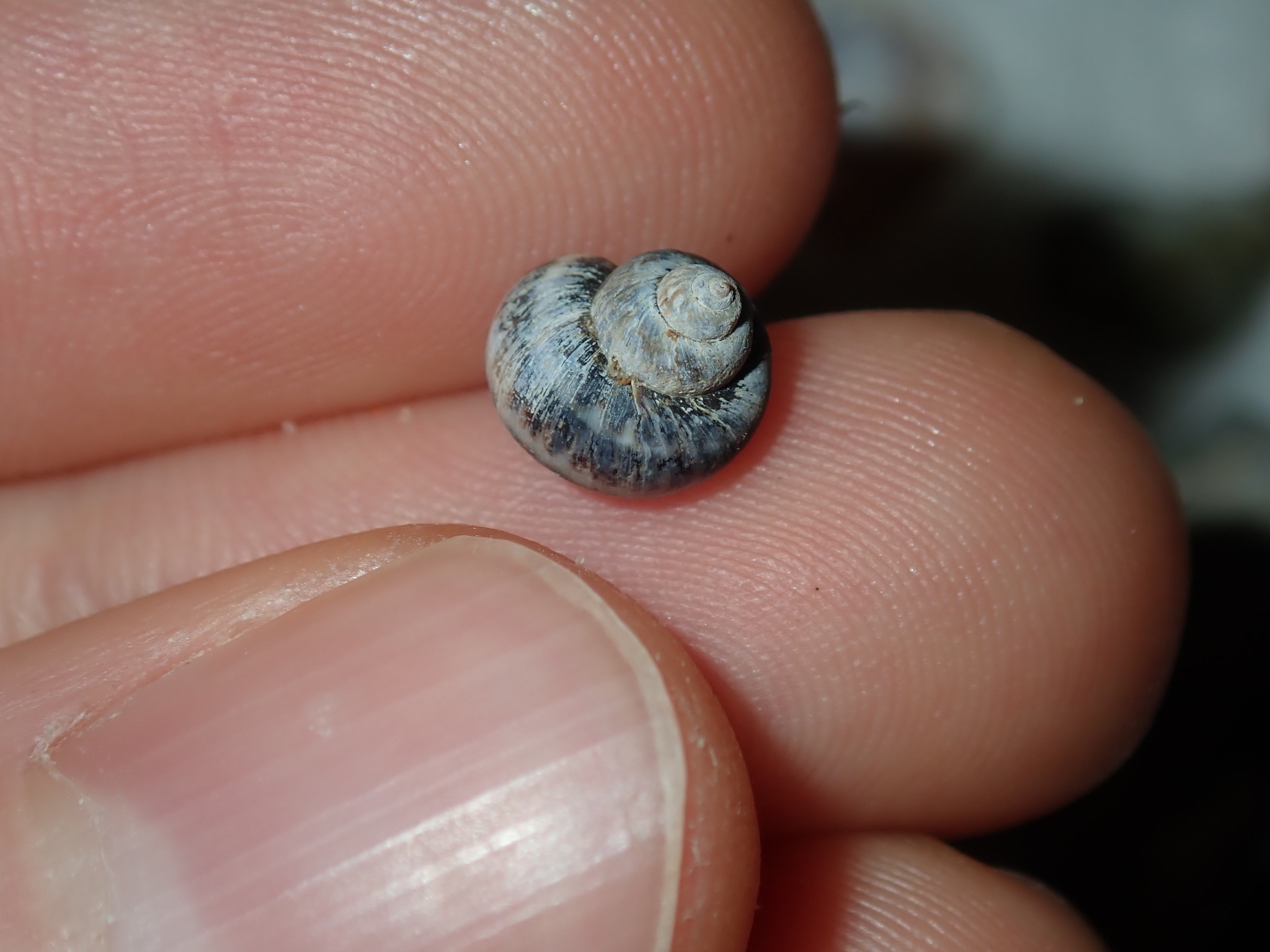 Phallomedusa solida (Martens, 1878)