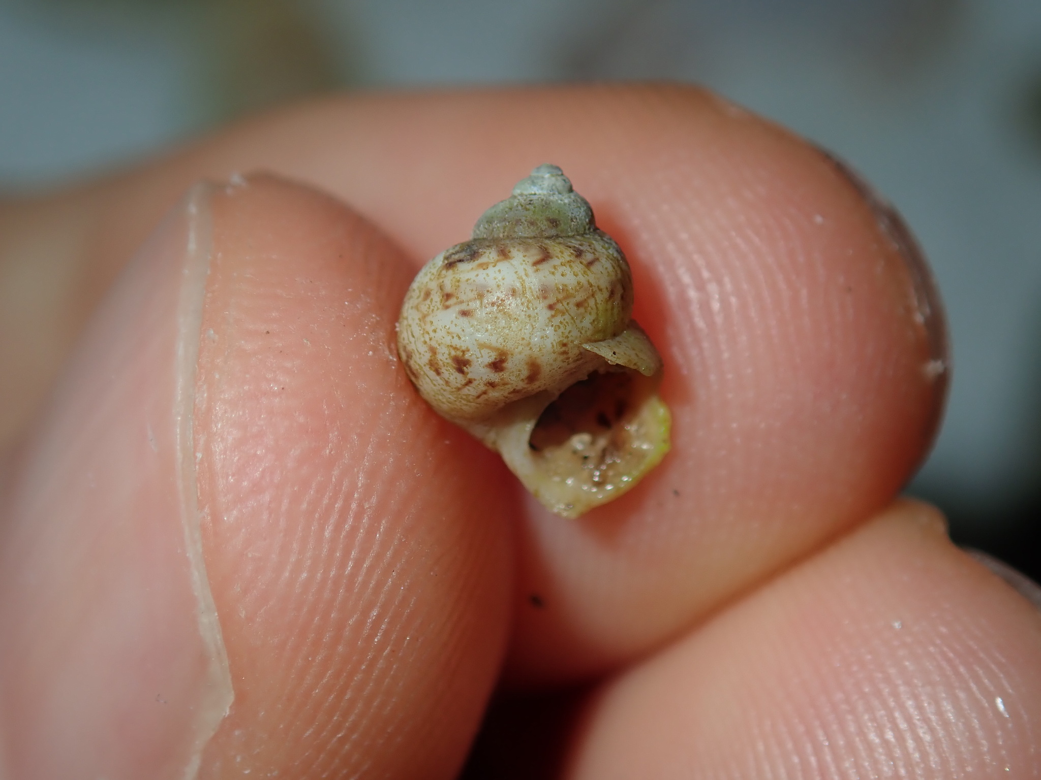 Phallomedusa solida (Martens, 1878)