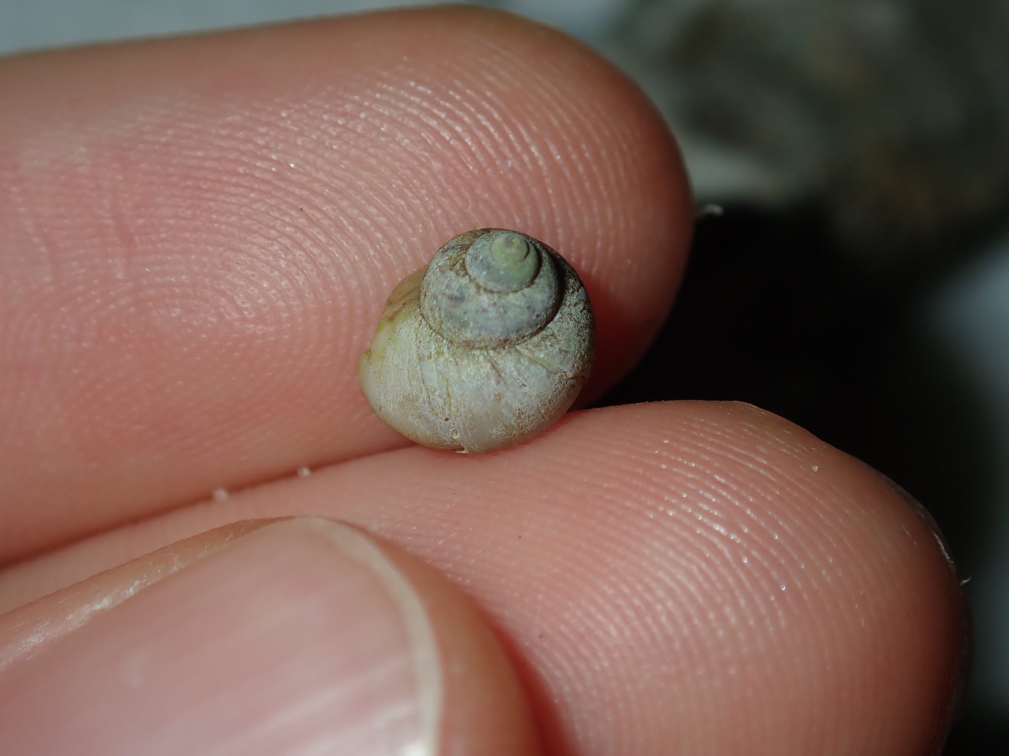 Phallomedusa solida (Martens, 1878)
