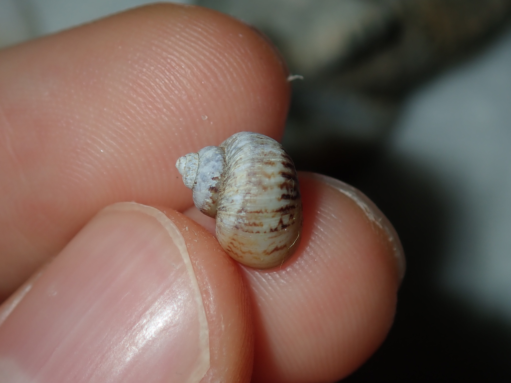 Phallomedusa solida (Martens, 1878)