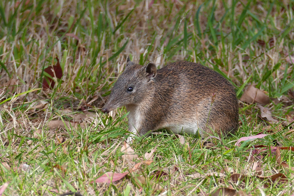 Bandicoots (Peramelidae) - Know Your Mammals