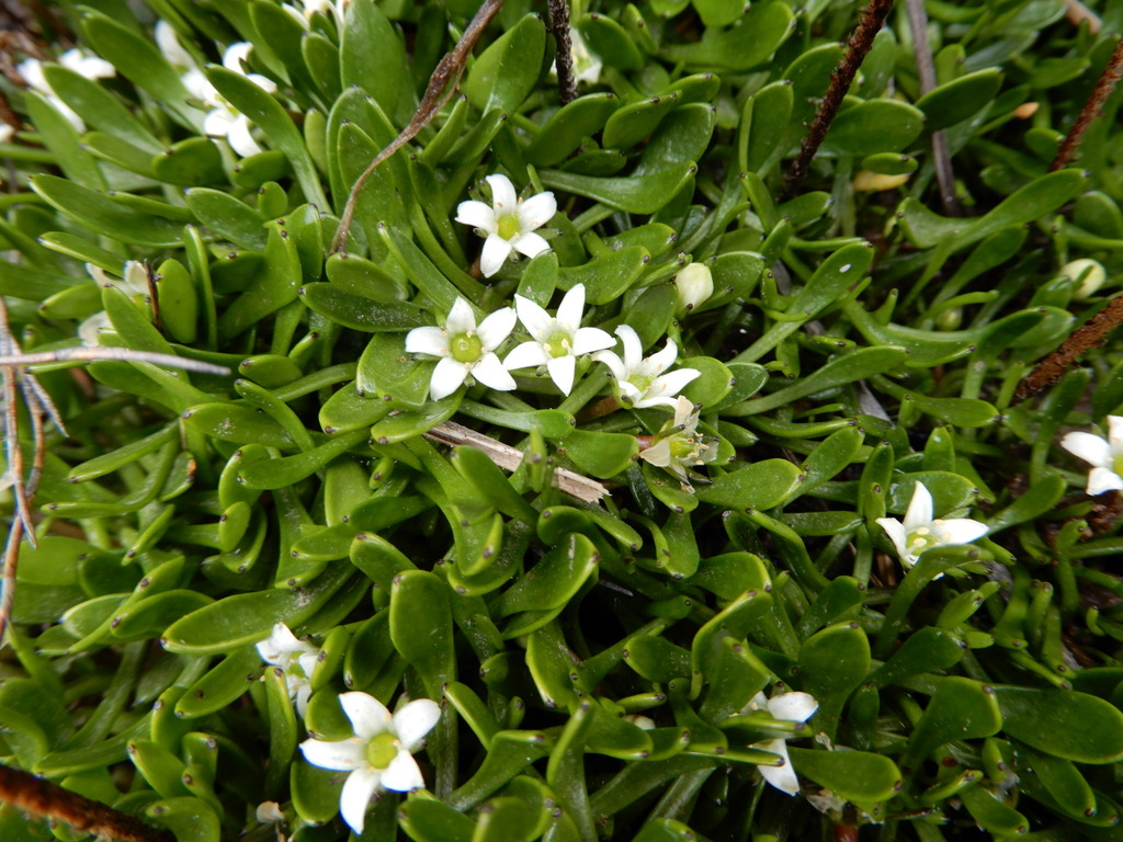 Liparophyllum gunnii from Heaphy track, West Coast, New Zealand on ...