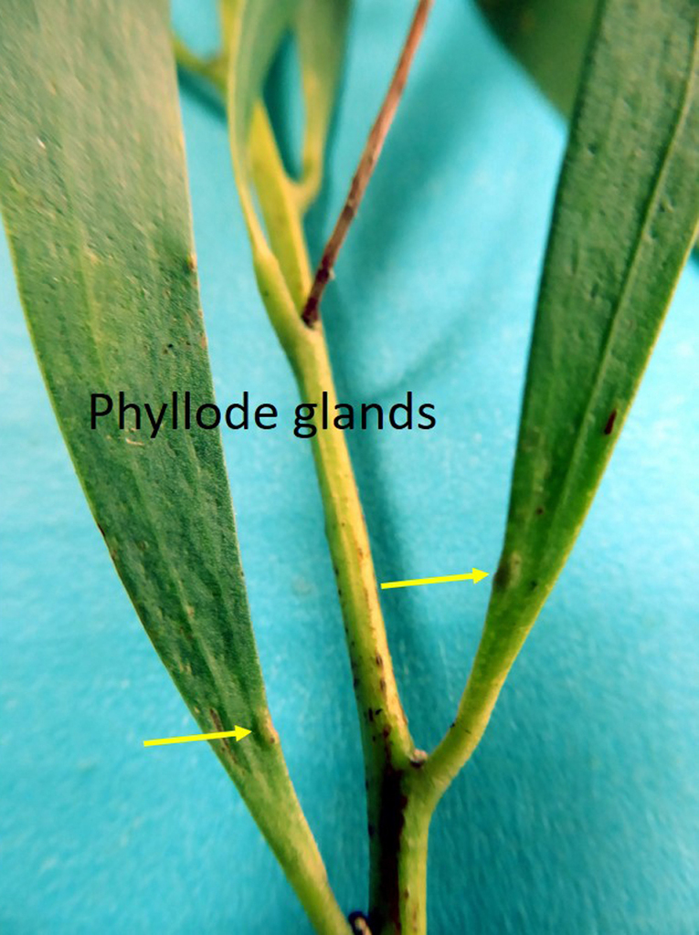 wattles from Norfolk Drive, Otamatea, Whanganui 4500, New Zealand on ...