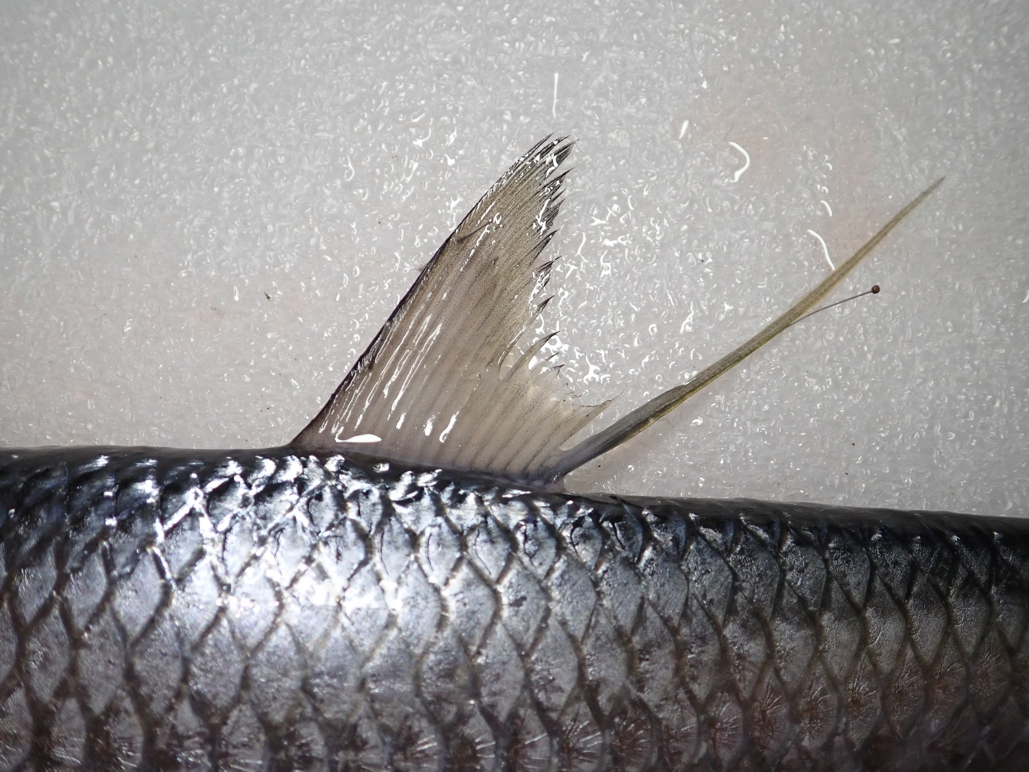 Megalops cyprinoides (Broussonet, 1782)