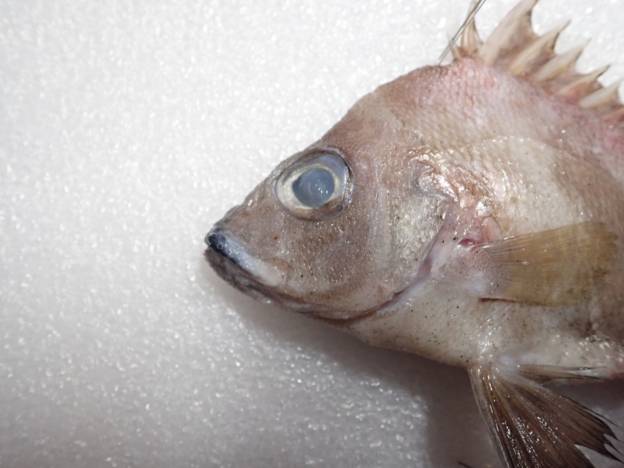 Hapalogenyidae