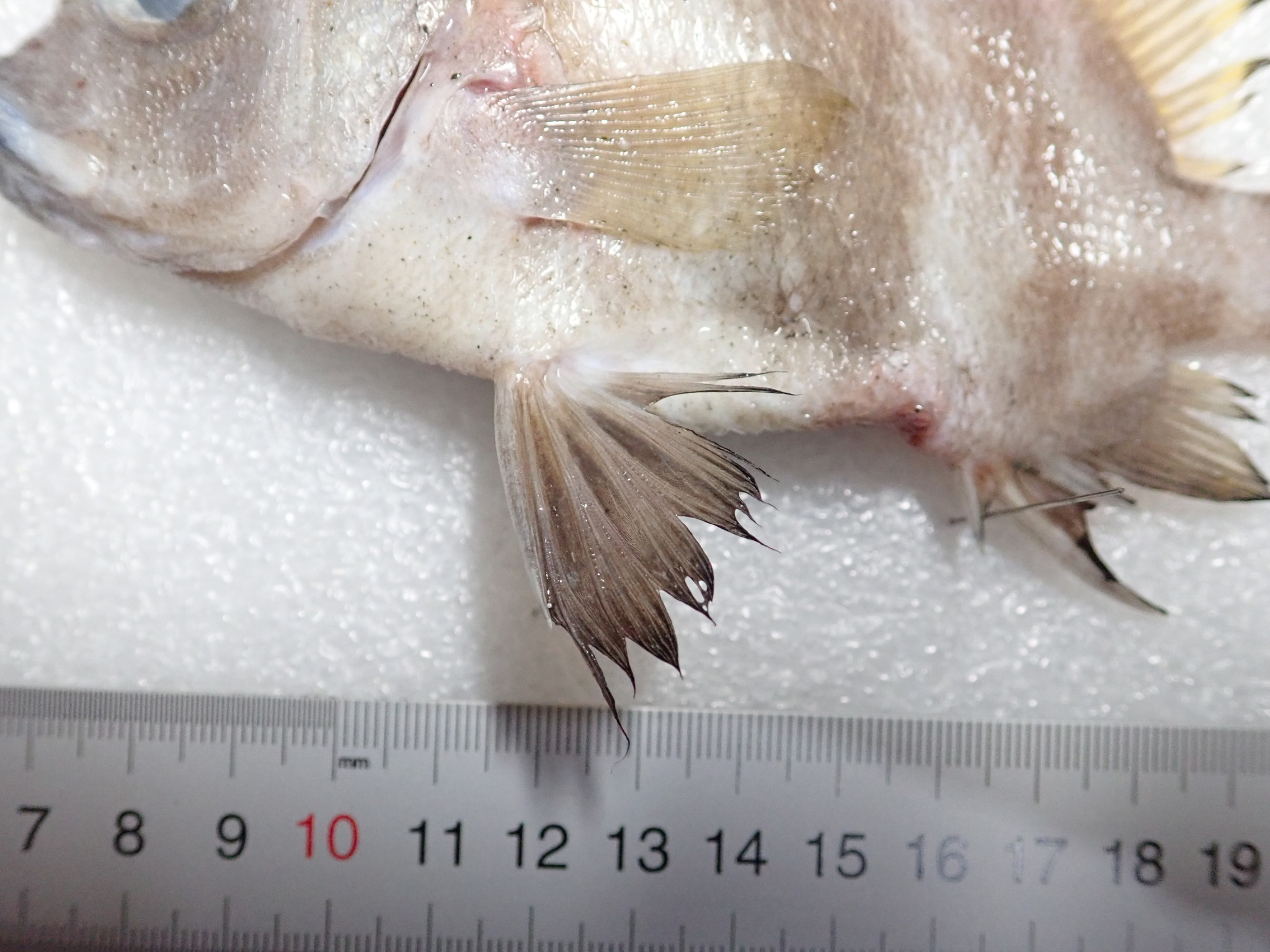 Hapalogenyidae