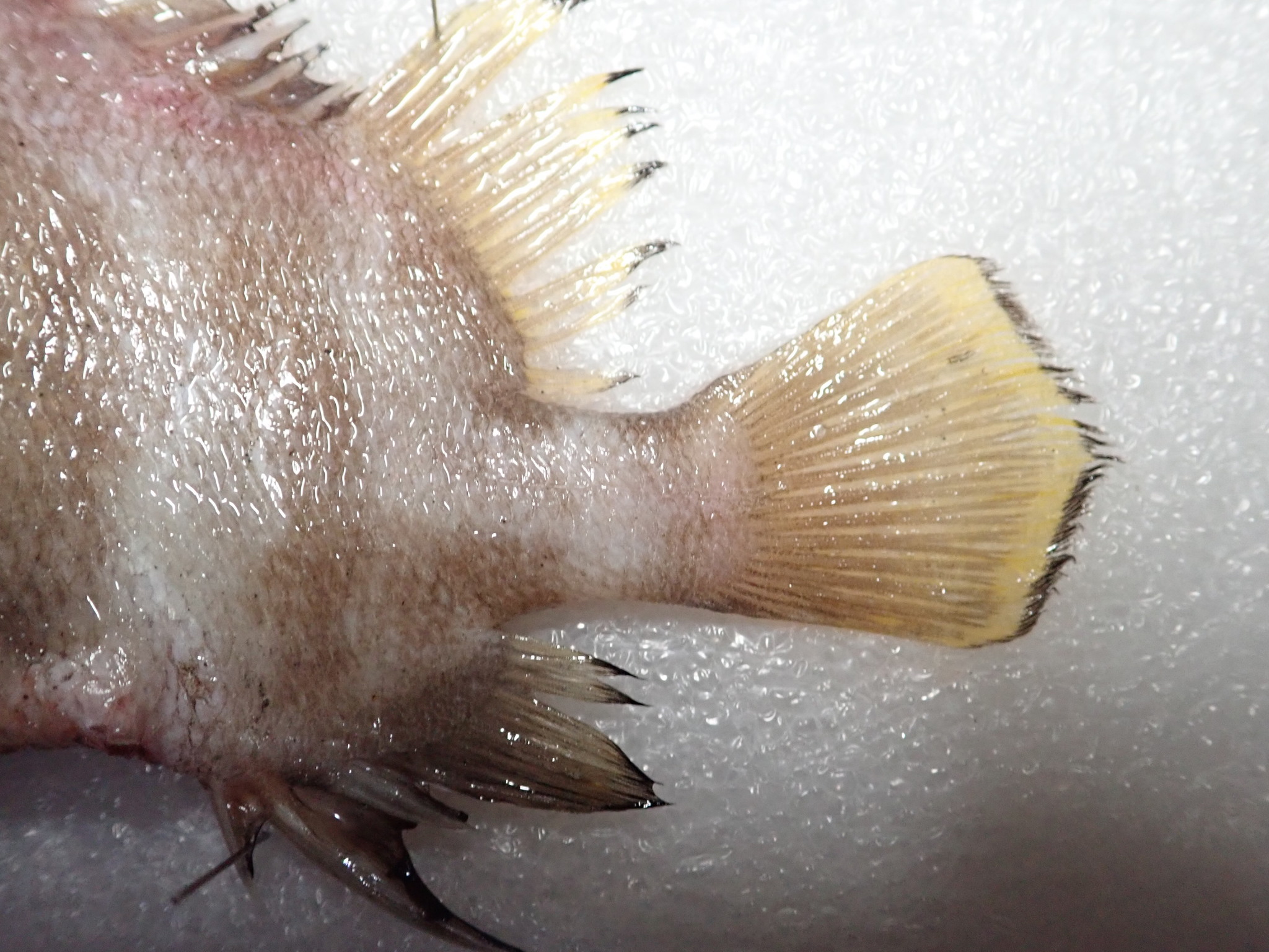 Hapalogenyidae
