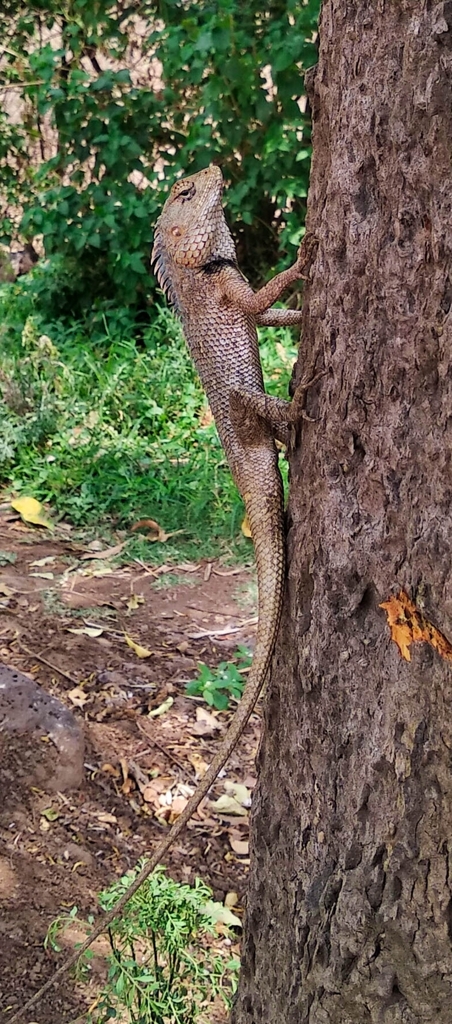 Oriental Garden Lizard from Pune on May 30, 2018 at 02:42 PM by Shawn ...
