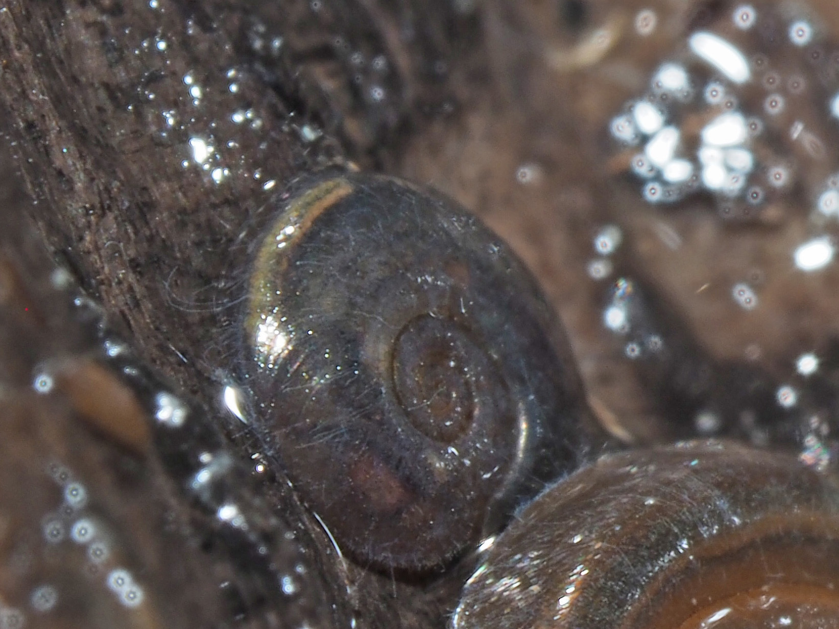 Hippeutis complanatus (Linnaeus, 1758)