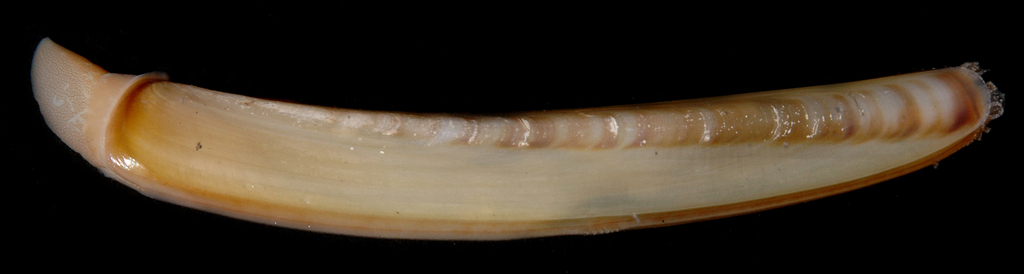 Almeja navaja (Intermareal mediterráneo. Mediteranean Intertidal ...
