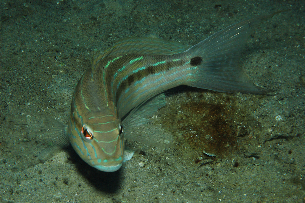 Sand Perch (Diplectrum formosum) - Marine Life Identification