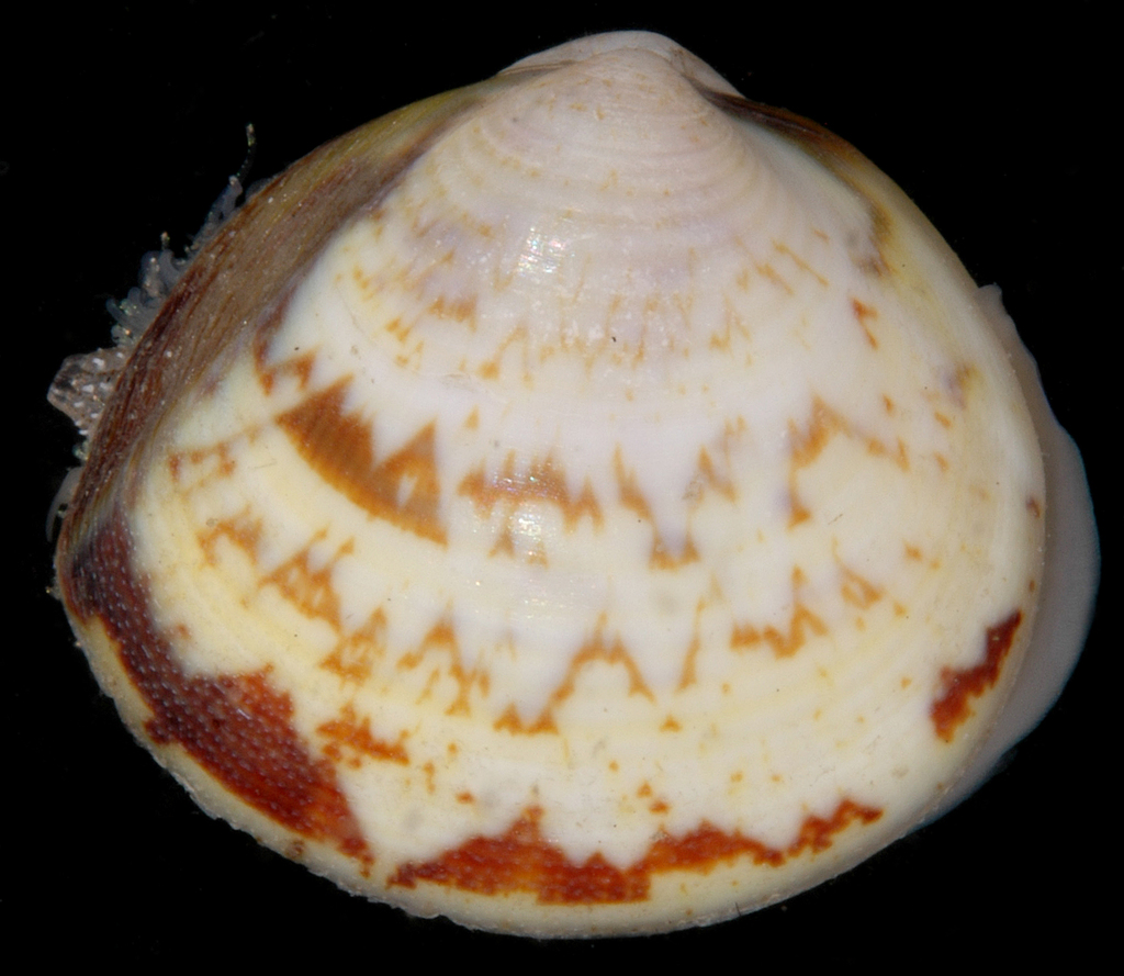 Morton's Cockle (North carolina marine molluscs) · iNaturalist