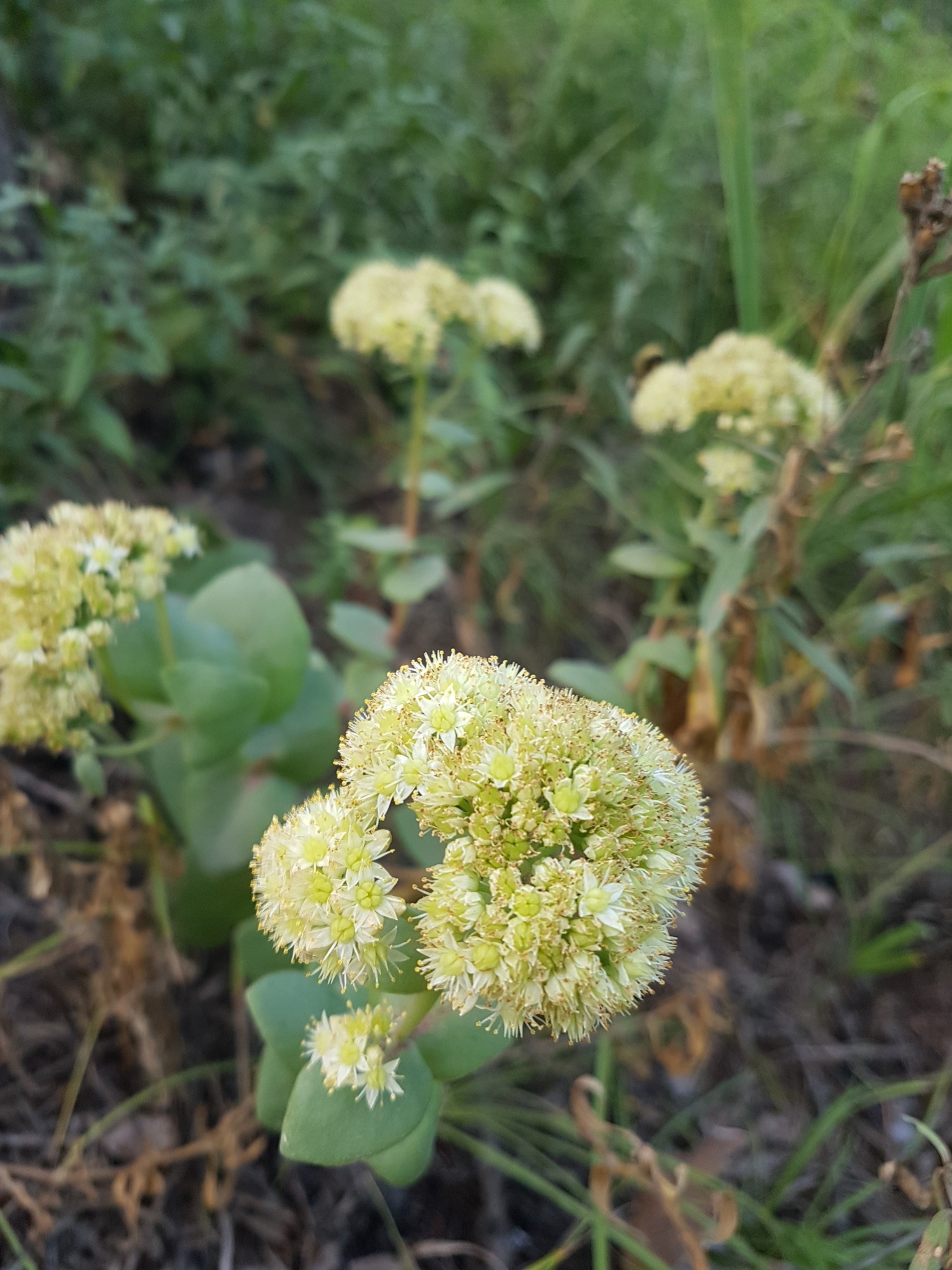Hylotelephium pallescens (Freyn) H.Ohba